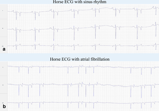 The ECG in cardiovascular-relevant animal models of electrophysiology ...