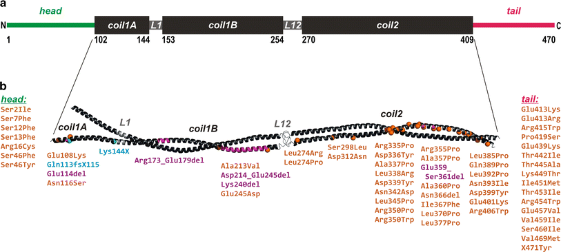 Desminopathies: pathology and mechanisms | SpringerLink