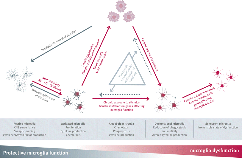 Microglia actions in Alzheimer’s disease | SpringerLink