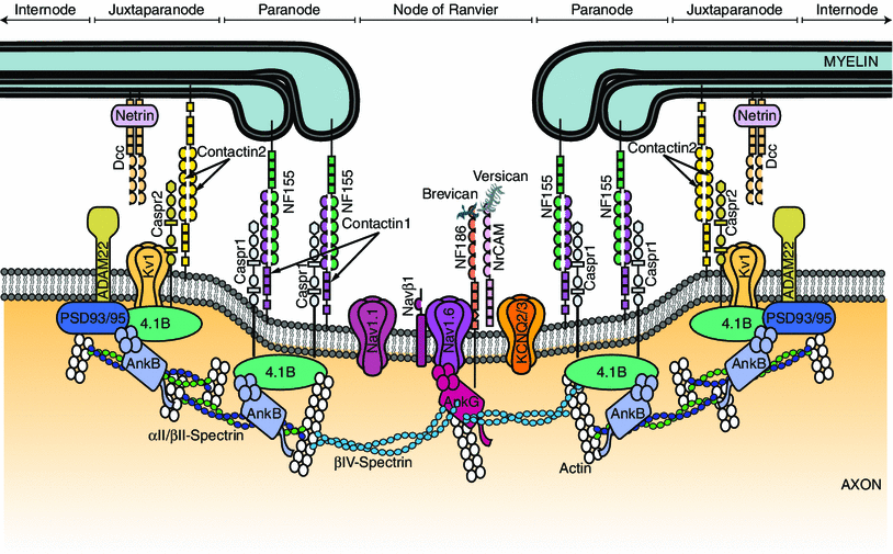 The node of Ranvier in CNS pathology | SpringerLink
