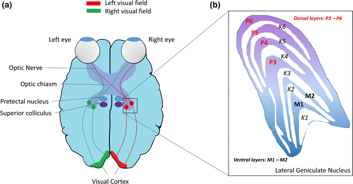 Glaucoma: the retina and beyond | SpringerLink