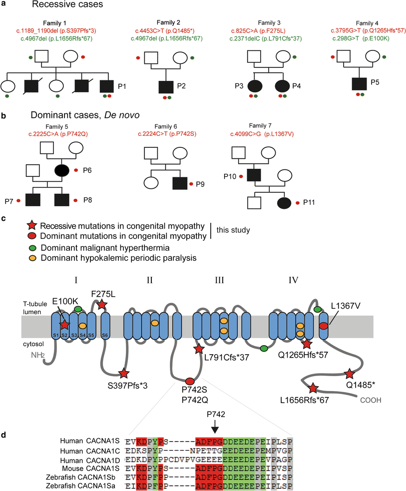Dihydropyridine receptor (DHPR, CACNA1S) congenital myopathy | SpringerLink