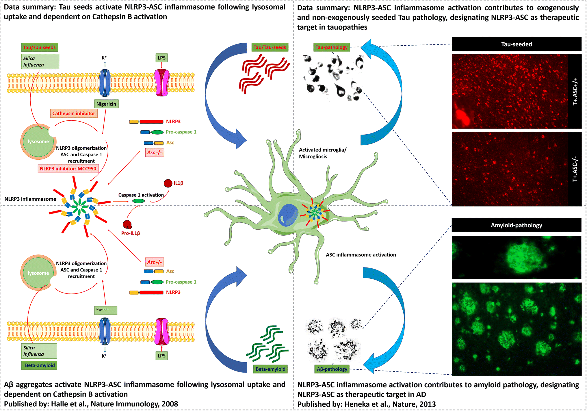 Aggregated Tau activates NLRP3–ASC inflammasome exacerbating ...