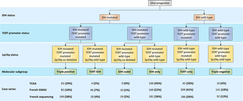 Diffuse Gliomas Classified By 1p 19q Co Deletion Tert Promoter And Idh