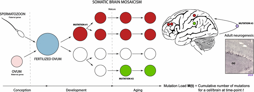 Somatic mutations in neurons during aging and neurodegeneration ...