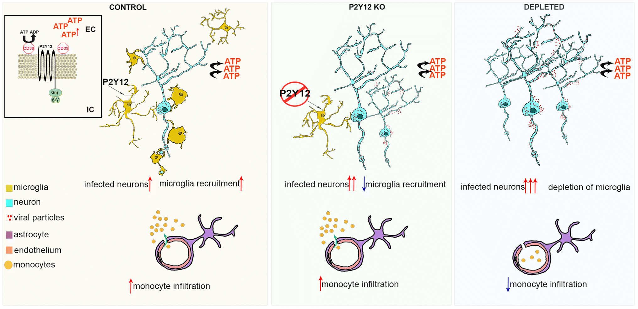 Microglia control the spread of neurotropic virus infection via P2Y12 ...