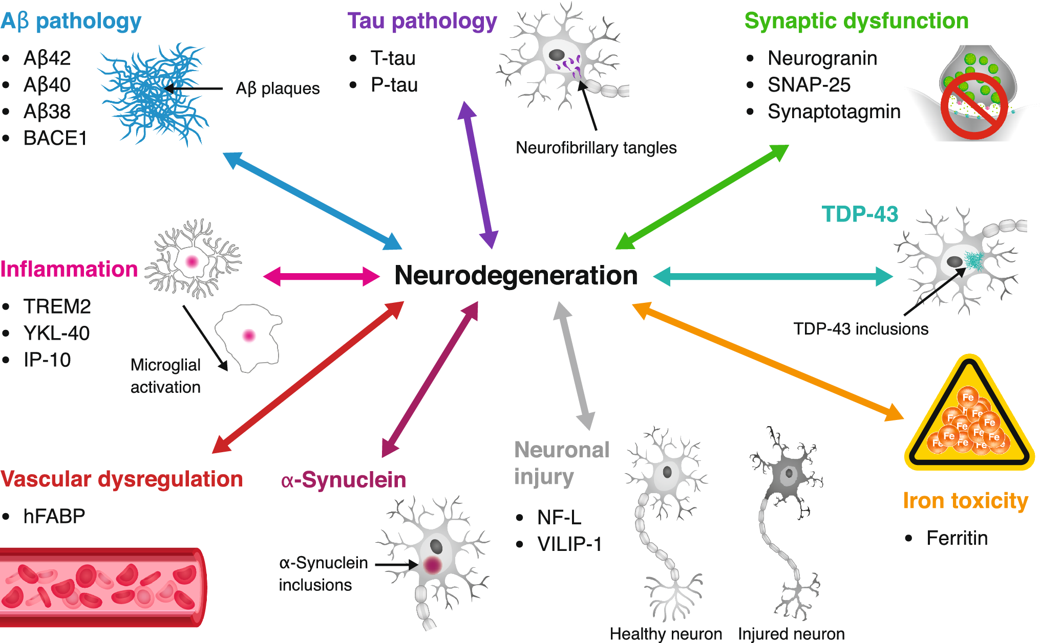 Current state of Alzheimer’s fluid biomarkers | SpringerLink