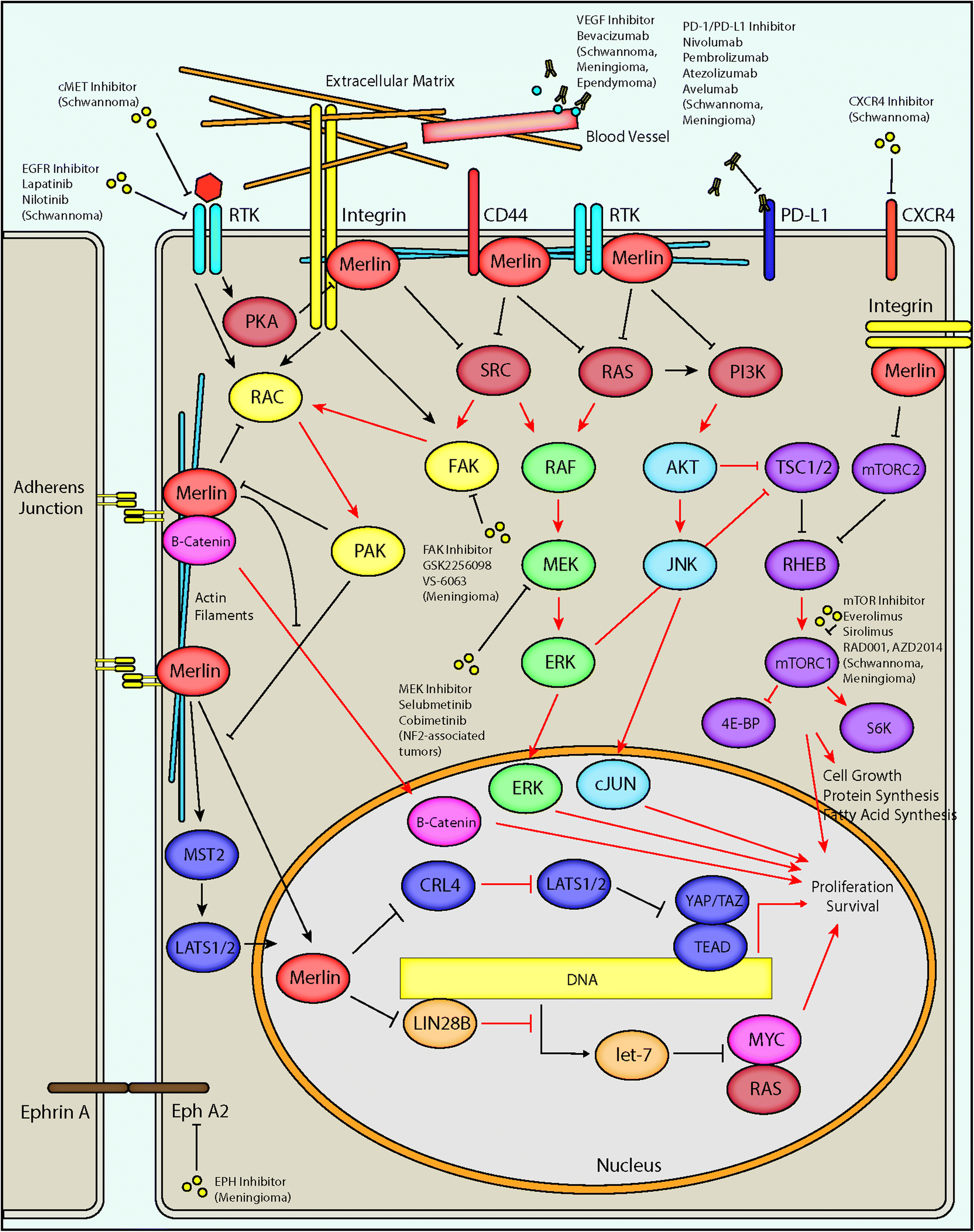 An update on the CNS manifestations of neurofibromatosis type 2 ...