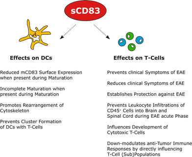 CD83: an update on functions and prospects of the maturation marker of ...