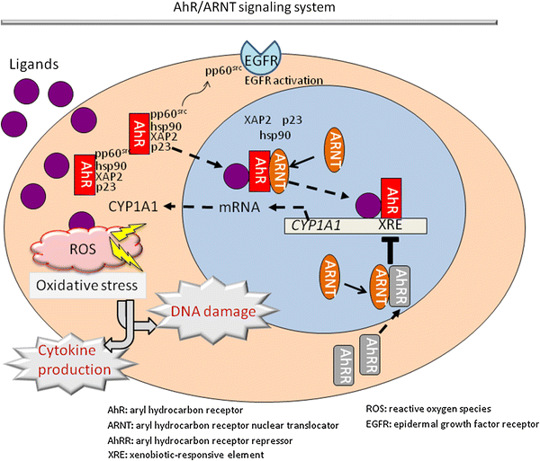 Role of AhR/ARNT system in skin homeostasis | SpringerLink