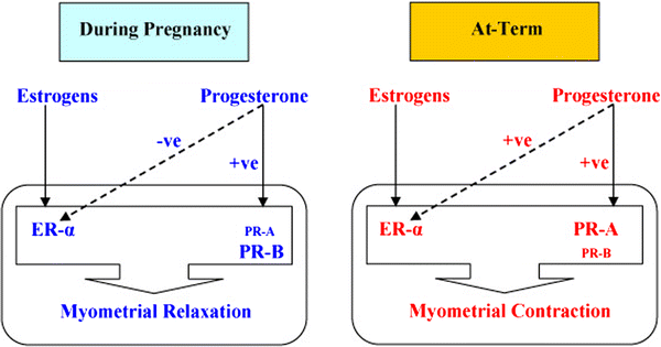The onset of human parturition | SpringerLink