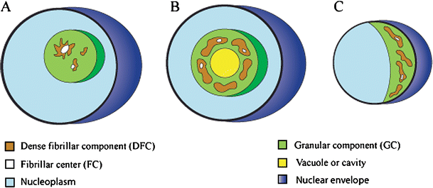 Chromatin: linking structure and function in the nucleolus | SpringerLink