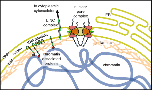 Building a nuclear envelope at the end of mitosis: coordinating ...