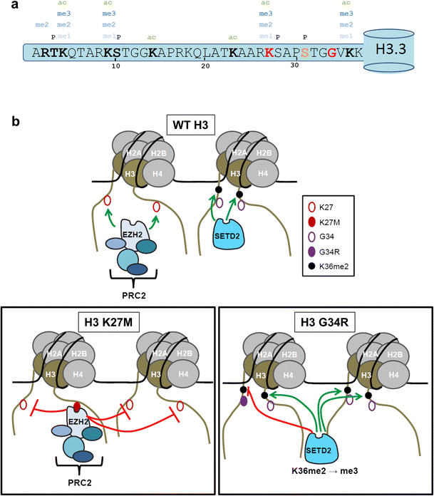Histone H3 mutations—a special role for H3.3 in tumorigenesis ...