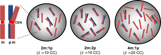 Non-random chromosome arrangement in triploid endosperm nuclei ...