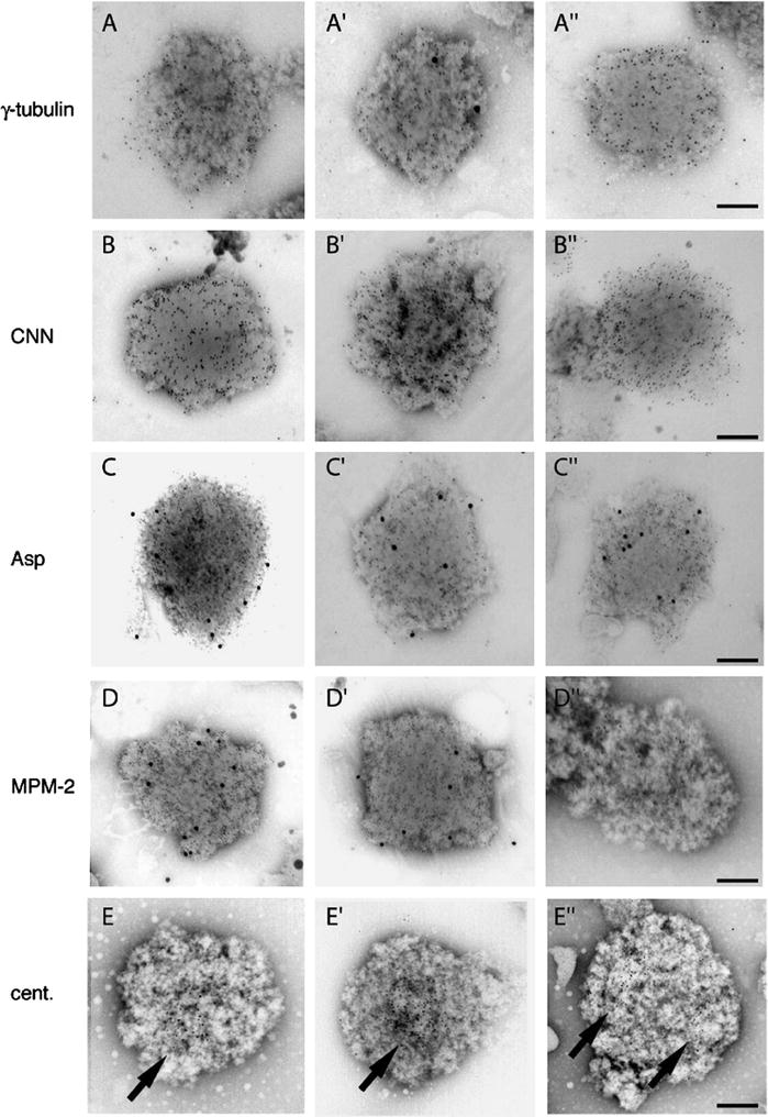 Structure and microtubule-nucleation activity of isolated Drosophila ...