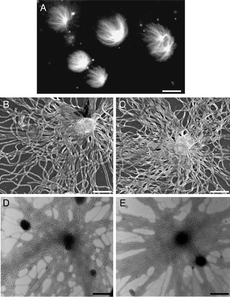 Structure and microtubule-nucleation activity of isolated Drosophila ...