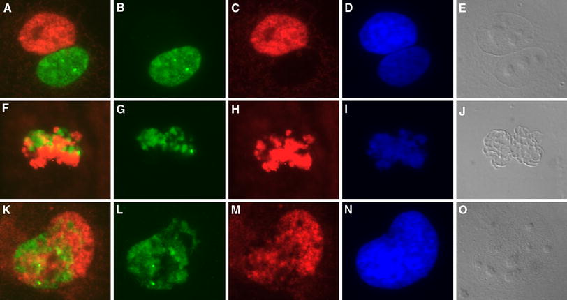 Cell fusions in mammals | SpringerLink