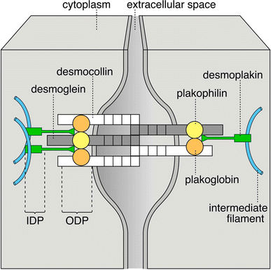 The desmosome and pemphigus | SpringerLink