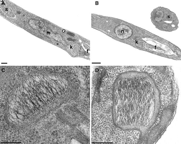 The kinetoplast ultrastructural organization of endosymbiont-bearing ...