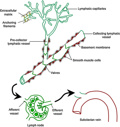 Developmental and pathological lymphangiogenesis: from models to human ...