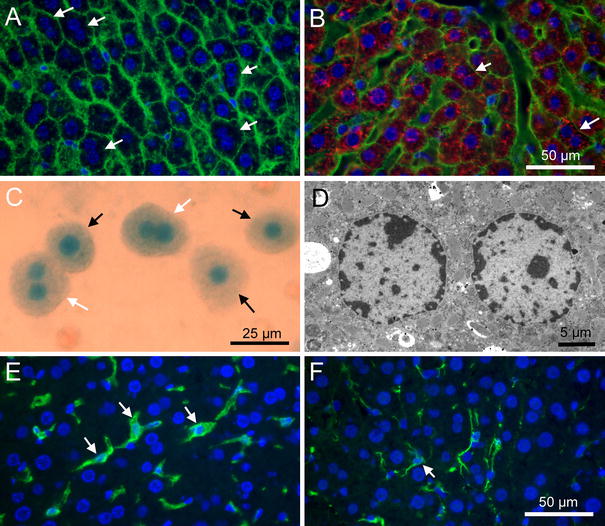 Cellular organization of normal mouse liver: a histological ...