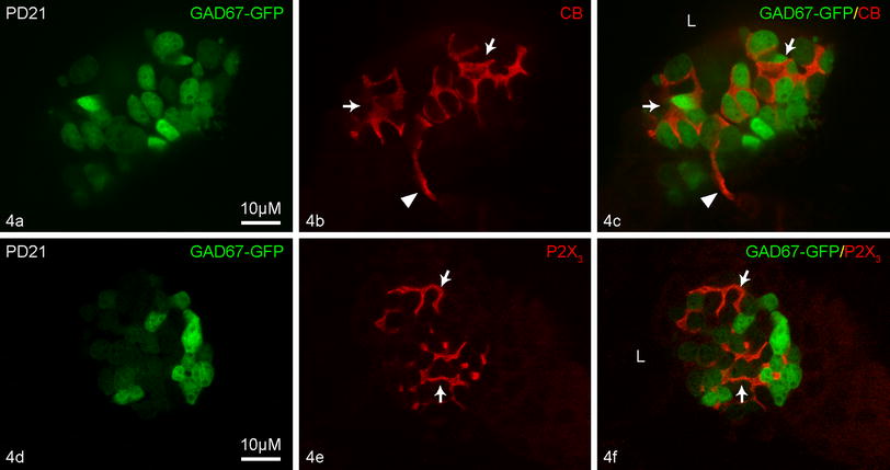 GABAergic signaling in the pulmonary neuroepithelial body ...