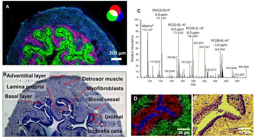 Mass spectrometry imaging with high resolution in mass and space ...