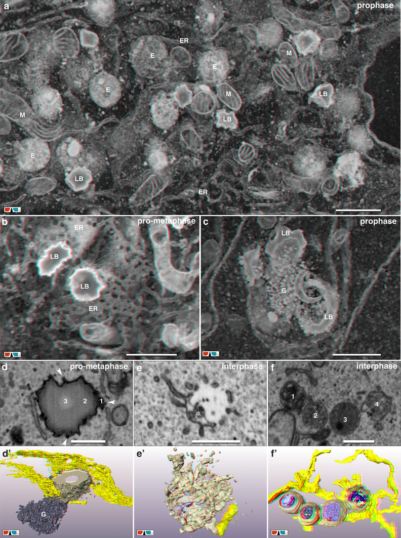 Precise and economic FIB/SEM for CLEM: with 2 nm voxels through mitosis ...