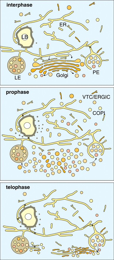 Precise and economic FIB/SEM for CLEM: with 2 nm voxels through mitosis ...