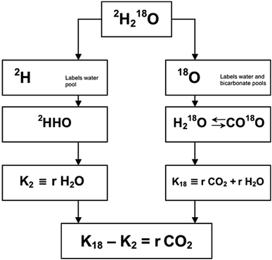 Doubly labelled water assessment of energy expenditure: principle ...