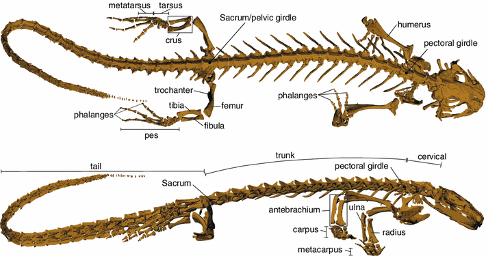 Where are we in understanding salamander locomotion: biological and ...