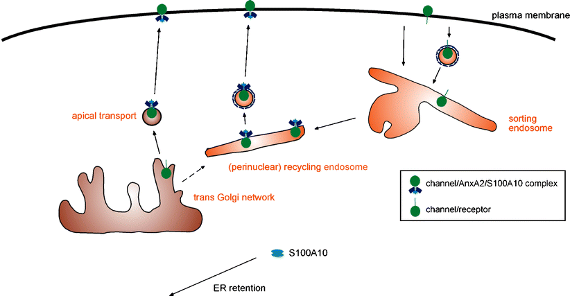 S100A10/p11: family, friends and functions | SpringerLink