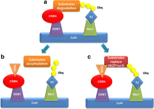 Cereblon in health and disease | SpringerLink