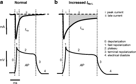 Sodium channel biophysics, late sodium current and genetic arrhythmic ...