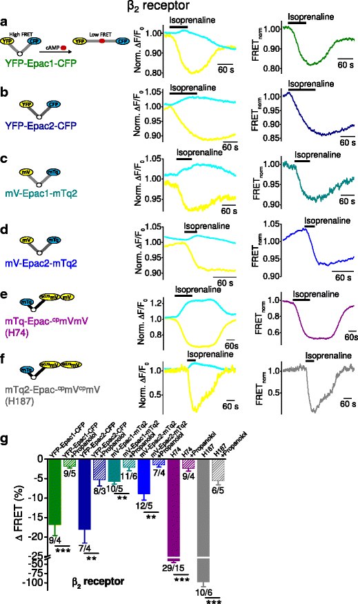 Dynamic monitoring of Gi/o-protein-mediated decreases of intracellular ...
