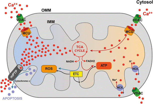 Mitochondrial calcium uptake in organ physiology: from molecular ...