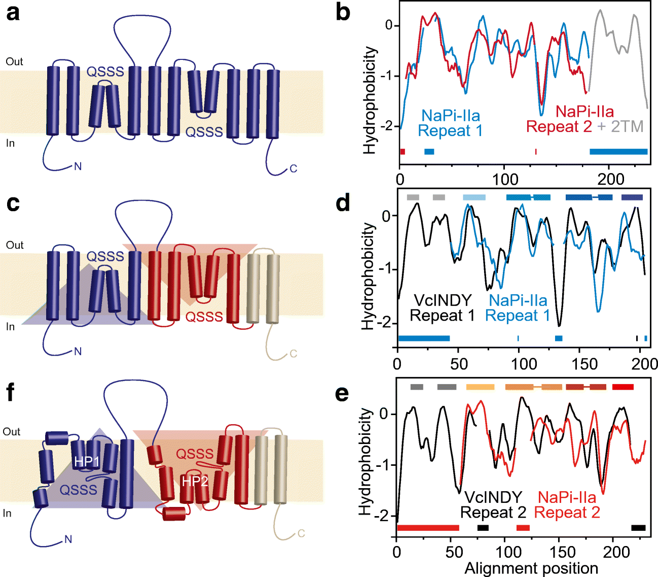 Structural models of the NaPi-II sodium-phosphate cotransporters ...