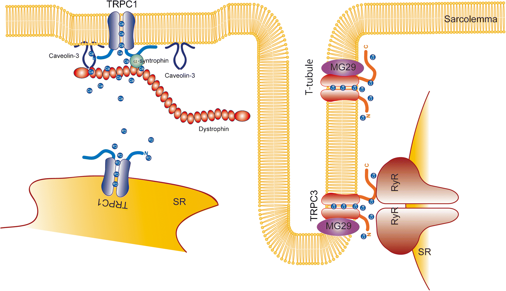 TRPC channels in exercise-mimetic therapy | SpringerLink