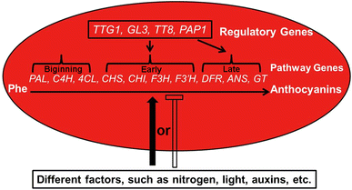 Regulation of anthocyanin biosynthesis in Arabidopsis thaliana red pap1 ...