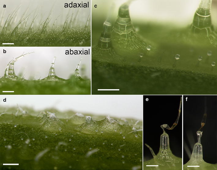 Are trichomes involved in the biomechanical systems of Cucurbita leaf ...