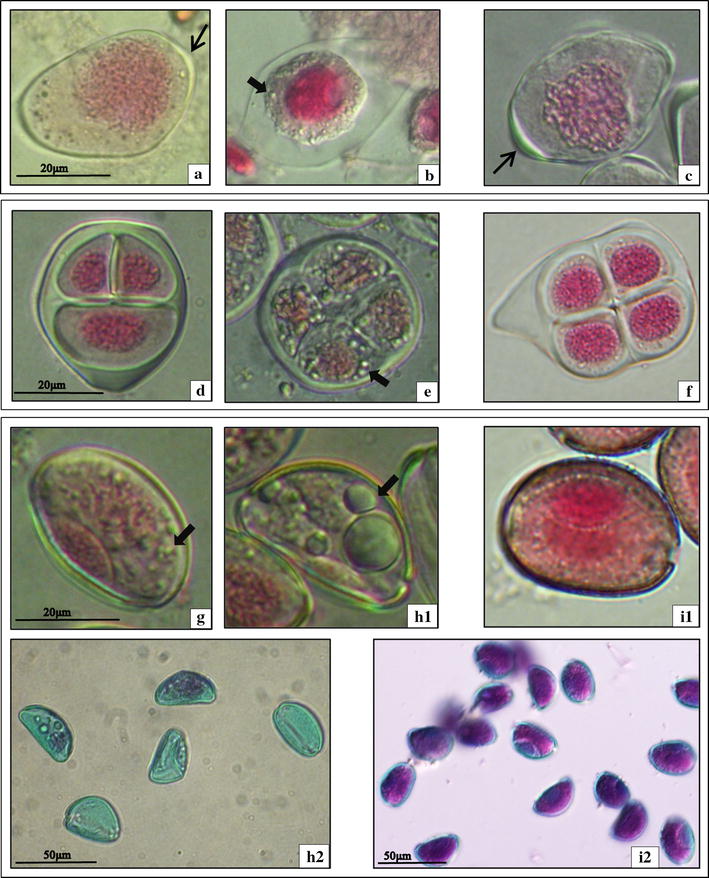 Cytological and biophysical comparative analysis of cell structures at ...