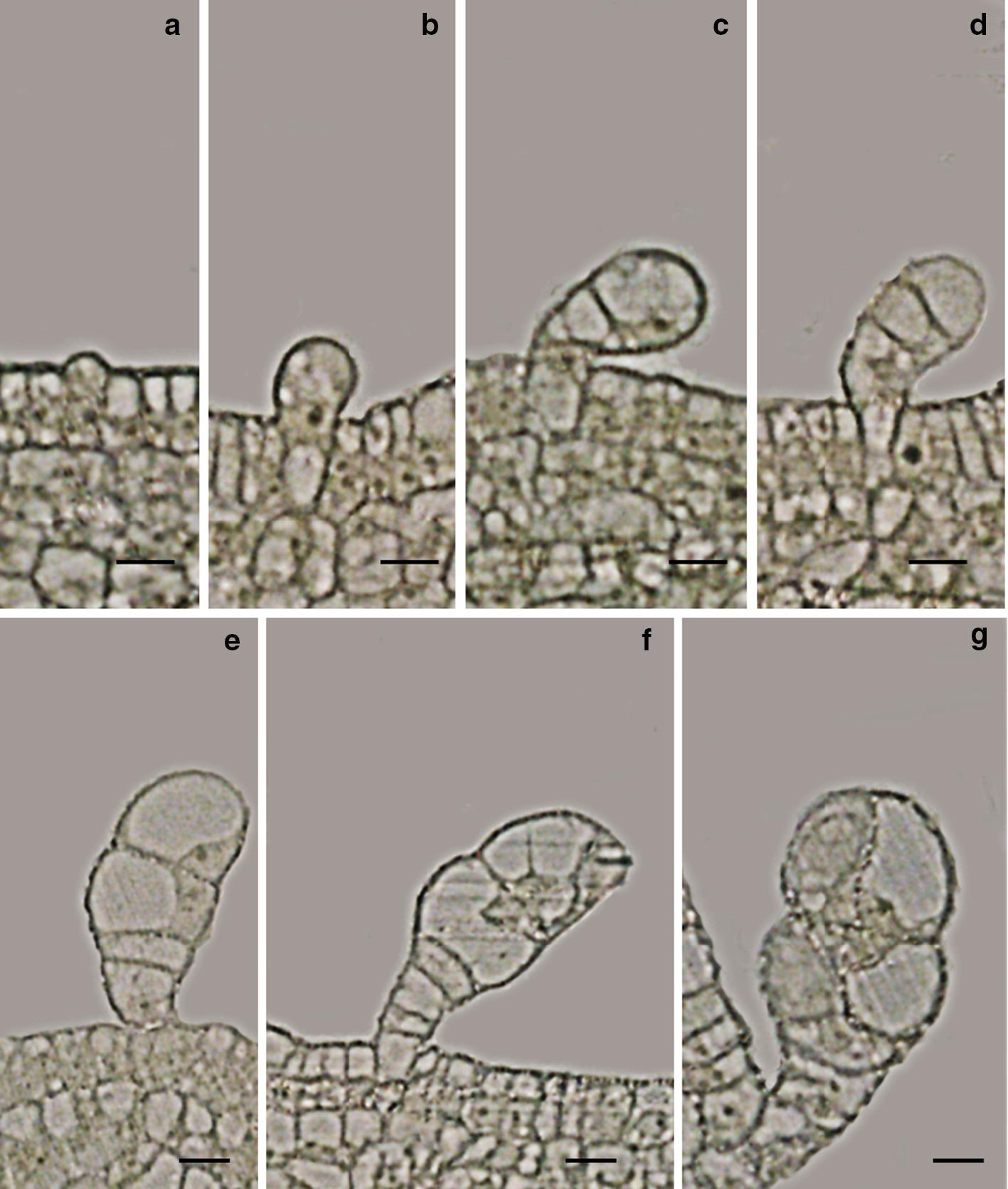 Classification of fruit trichomes in cucumber and effects of plant ...