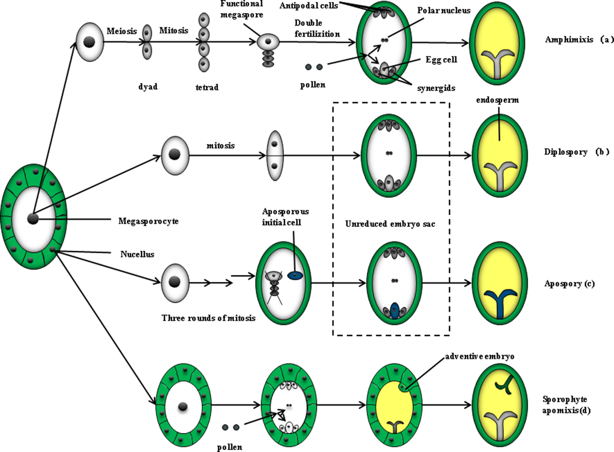 The steps from sexual reproduction to apomixis | SpringerLink