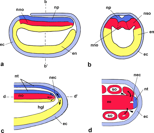 Expression of somite segmentation genes in amphioxus: a clock without a ...