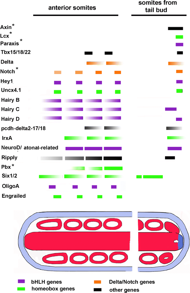 Expression of somite segmentation genes in amphioxus: a clock without a ...