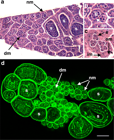 The polyembryonic wasp Copidosoma floridanum produces two castes by ...
