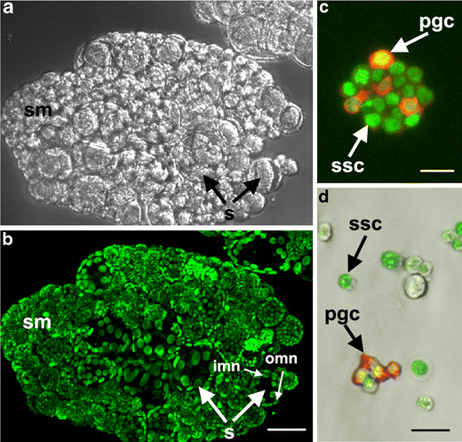 The polyembryonic wasp Copidosoma floridanum produces two castes by ...