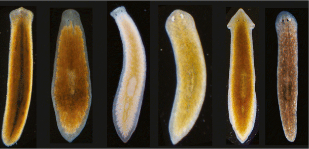 Stem cell systems and regeneration in planaria | SpringerLink