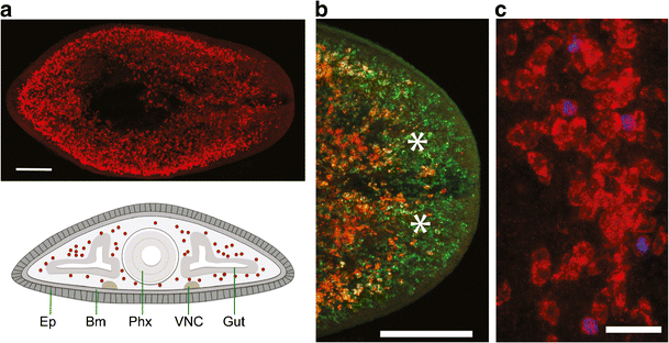 Stem cell systems and regeneration in planaria | SpringerLink